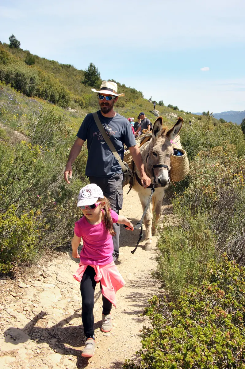 Walks with the Font de Mai donkeys (Aubagne) | Provence-Alpes-Côte d ...
