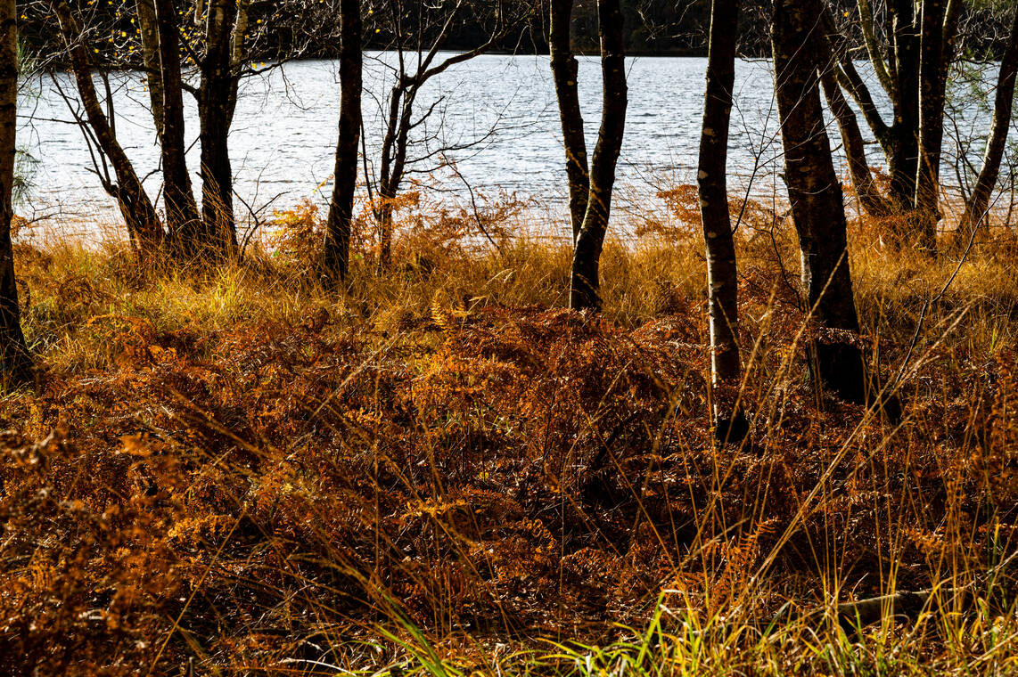 Visite guidée nature en forêt au Lac de Trémelin et découverte du ...