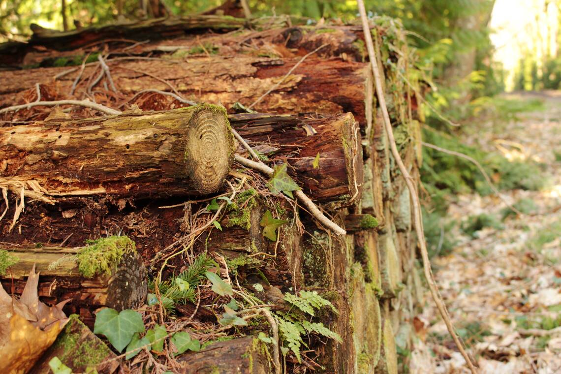 Visite guidée nature en forêt de Montfort et découverte du métier garde ...