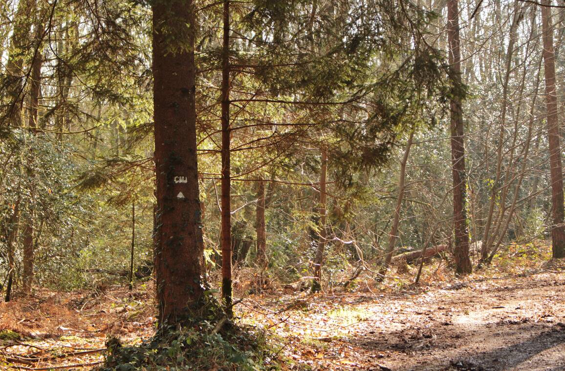 Visite guidée nature en forêt de Montfort et découverte du métier garde ...