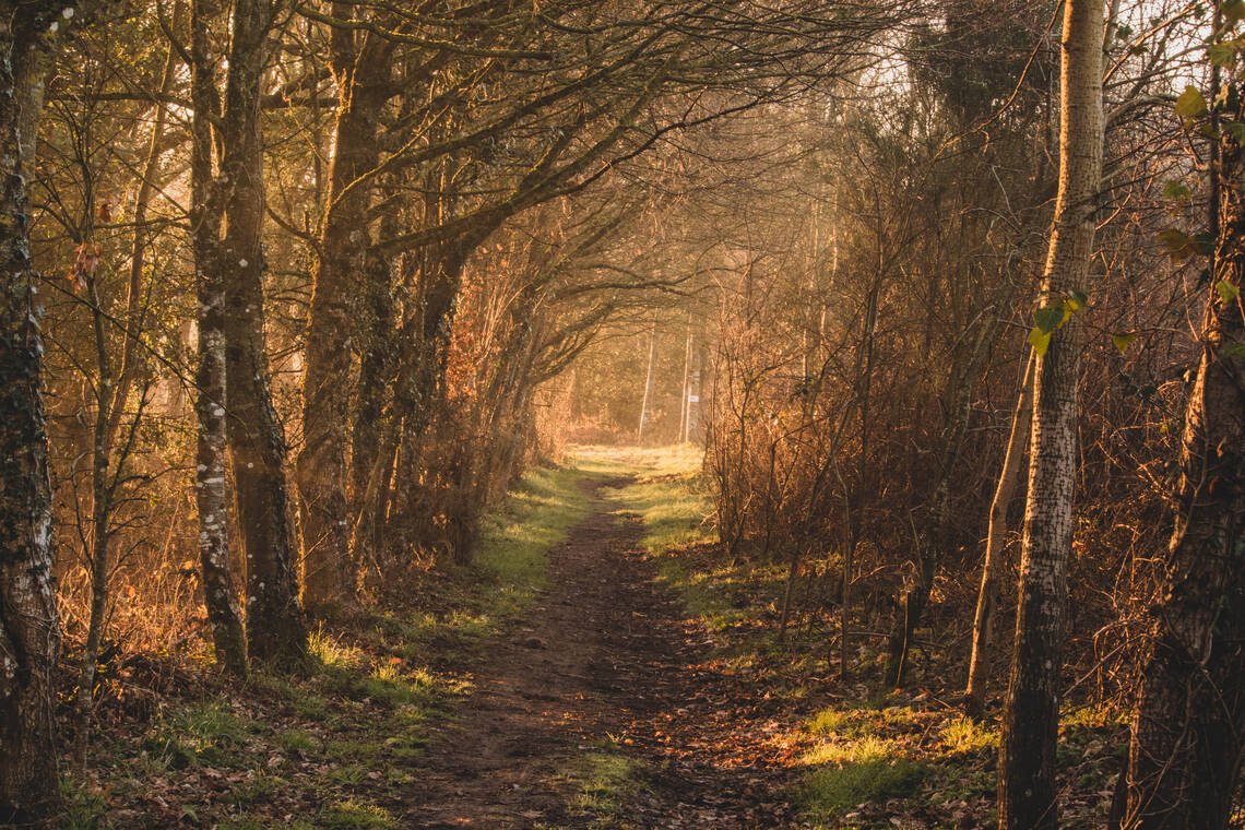 Visite guidée nature en forêt au Lac de Trémelin et découverte du ...
