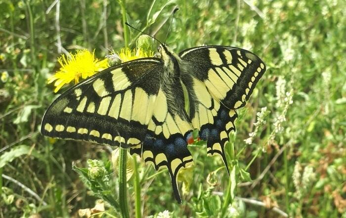 Zoom sur les papillons de jour (Santes) | Site officiel Hauts-de-France ...