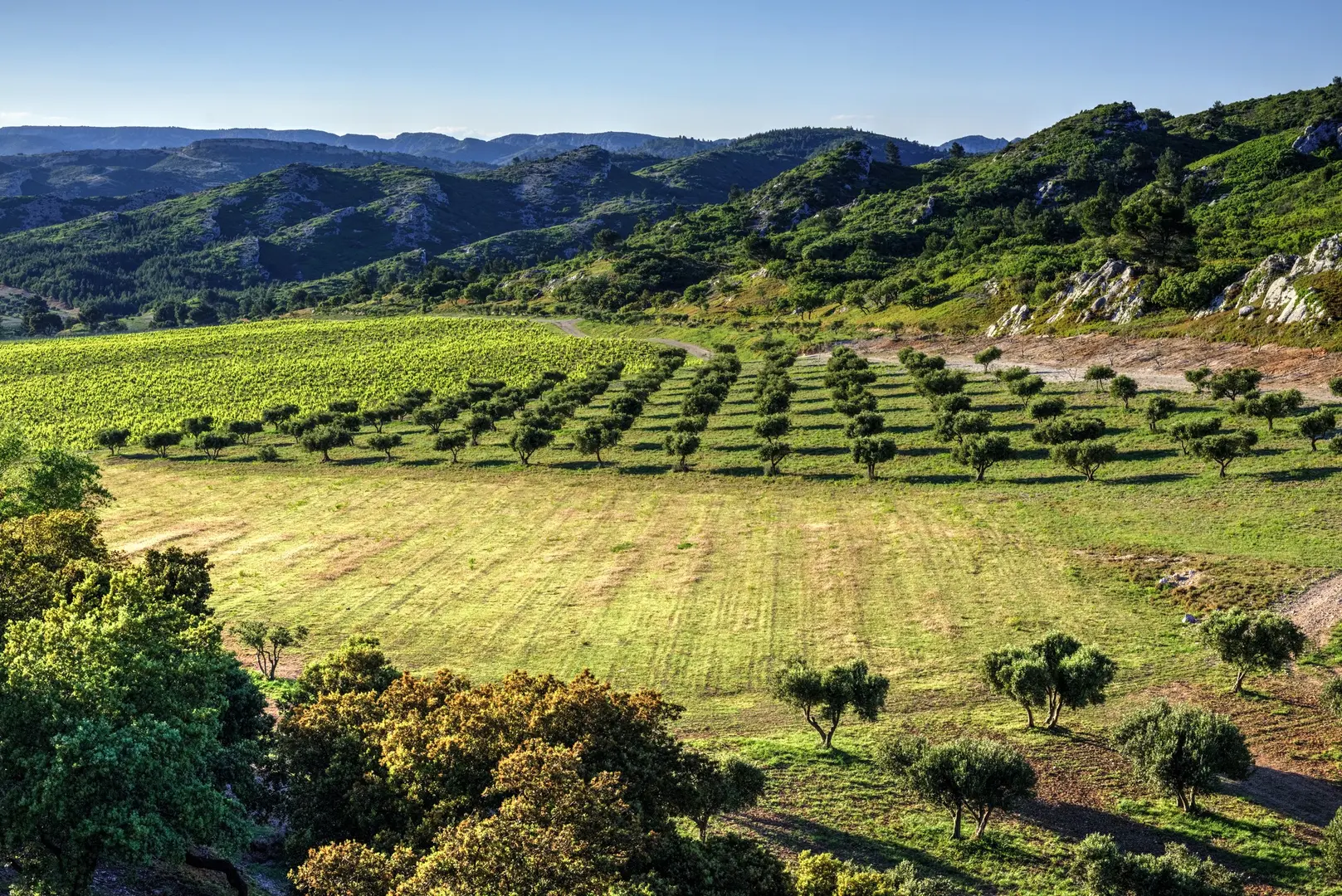 Domaine de Lauzières (Mouriès) | Provence-Alpes-Côte d'Azur Tourisme
