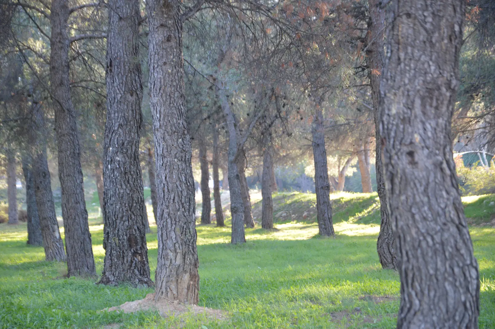 Colline Notre-Dame (Zone d’accueil du public en forêt) (Marignane ...