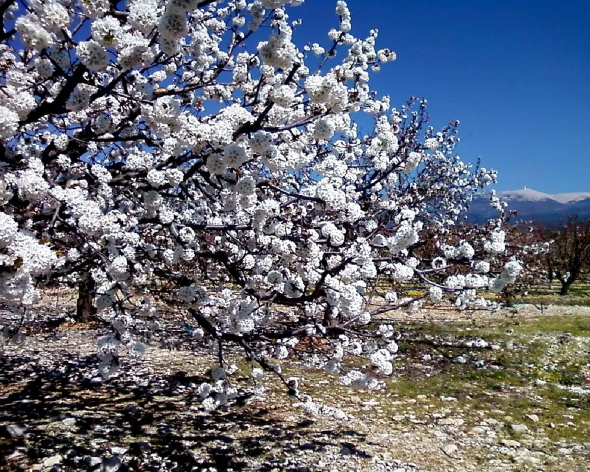 Le village de Flassan (Flassan) | Provence-Alpes-Côte d'Azur Tourisme