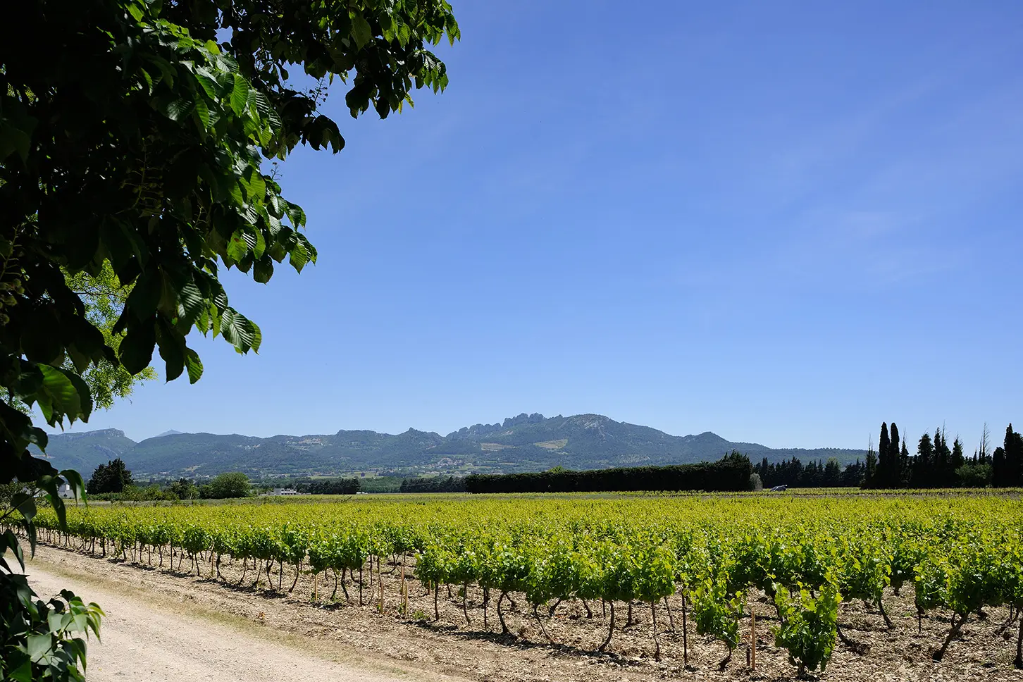 Domaine de l’Odylée (Violès) | Provence-Alpes-Côte d'Azur Tourism