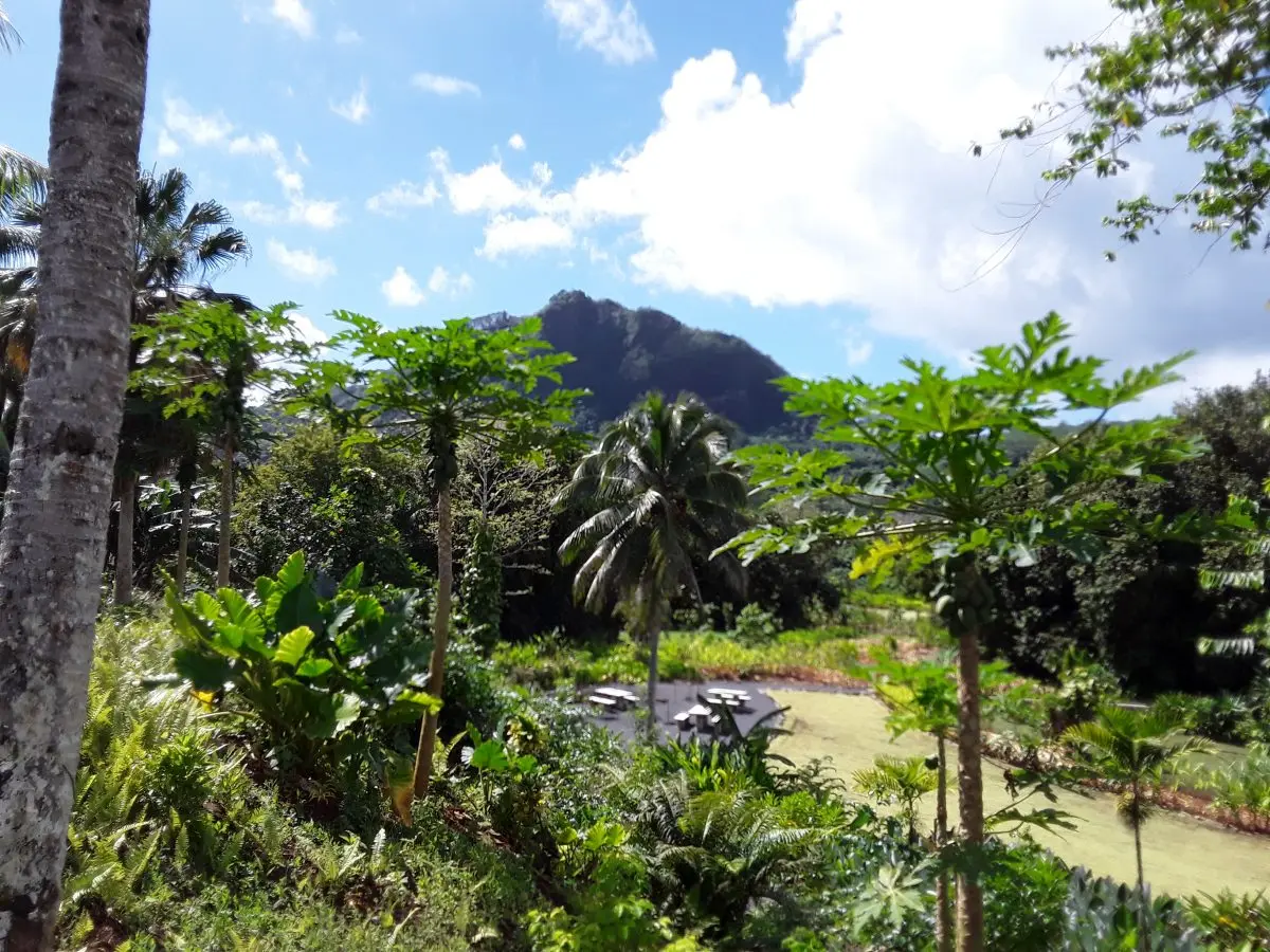 Le Jardin Botanique De Faaroa (Taputapuatea) | Tahiti Tourisme - Site ...