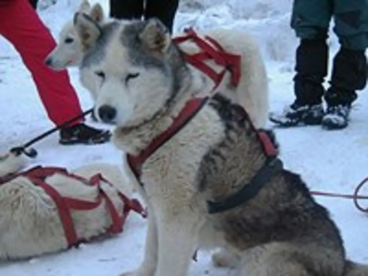 Elevage le Clos de la Vallée Blanche: A la Découverte du Monde des ...