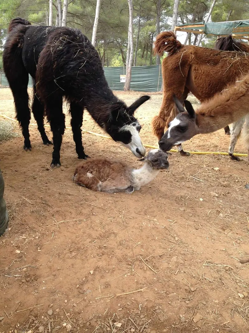 Var Lamas (Six-Fours-les-Plages) | Provence-Alpes-Côte d'Azur Tourisme