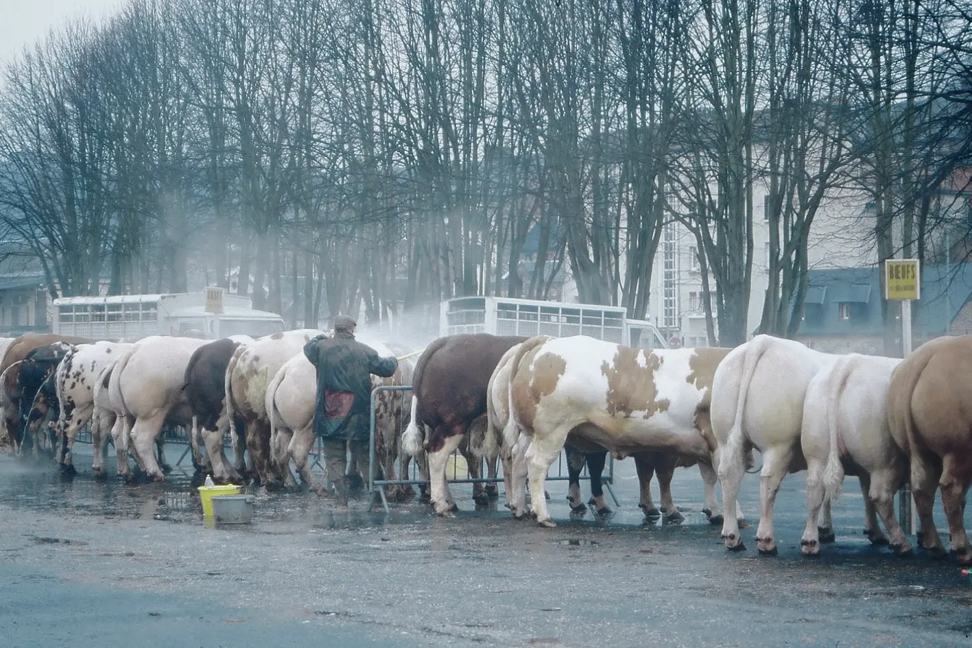 Foire du Lundi Gras – Concours agricole (Cany-Barville)