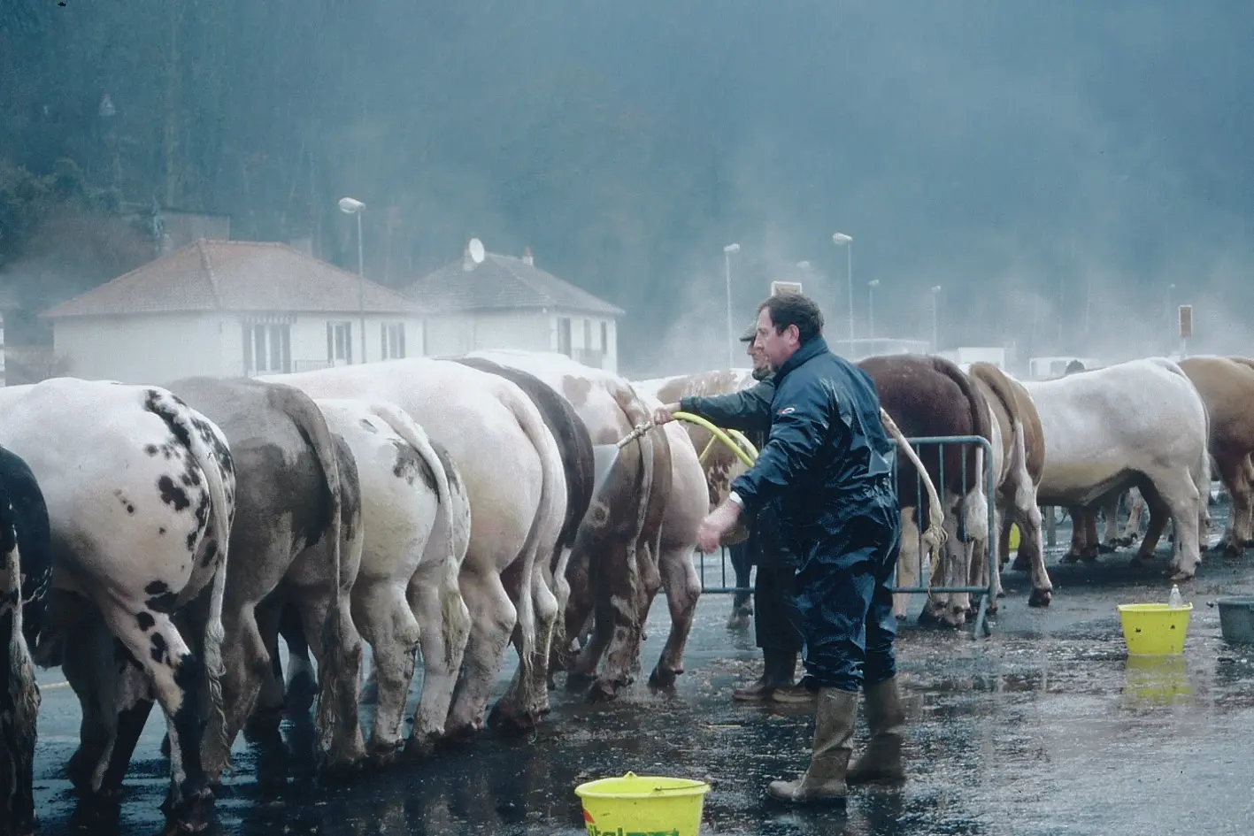 Foire du Lundi Gras – Concours agricole (Cany-Barville)