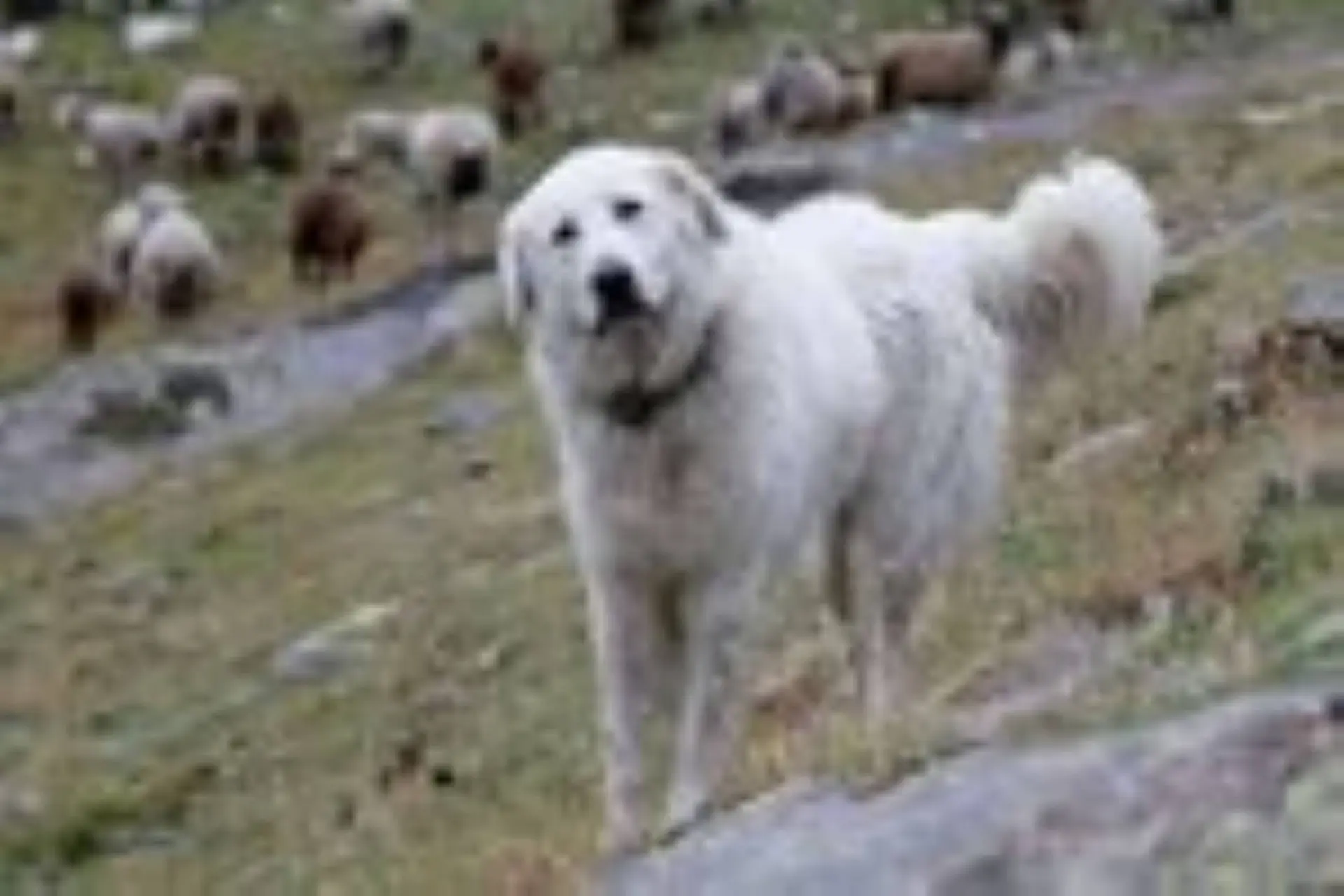 Projection – causerie : film “Rasco et nous” (Le Monêtier-les-Bains ...