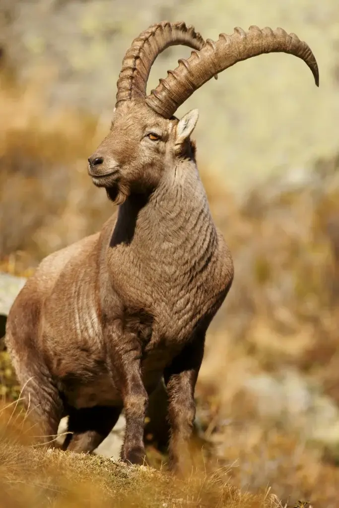 Animation “Mountain hooves: mountain ungulates”. (Passy) | Haute-Savoie ...