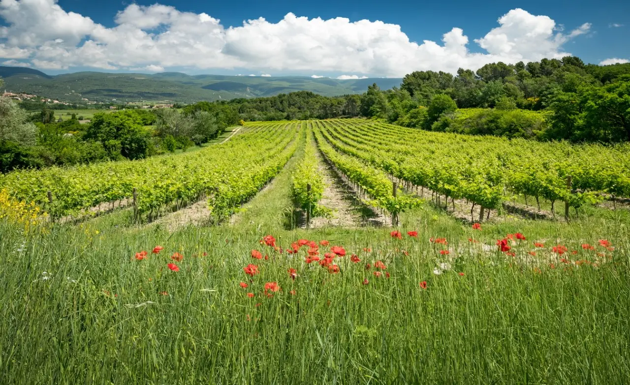 Sunsets Vignerons 2026 Au Château Saint Pons Villars Provence Alpes Côte D Azur Tourisme