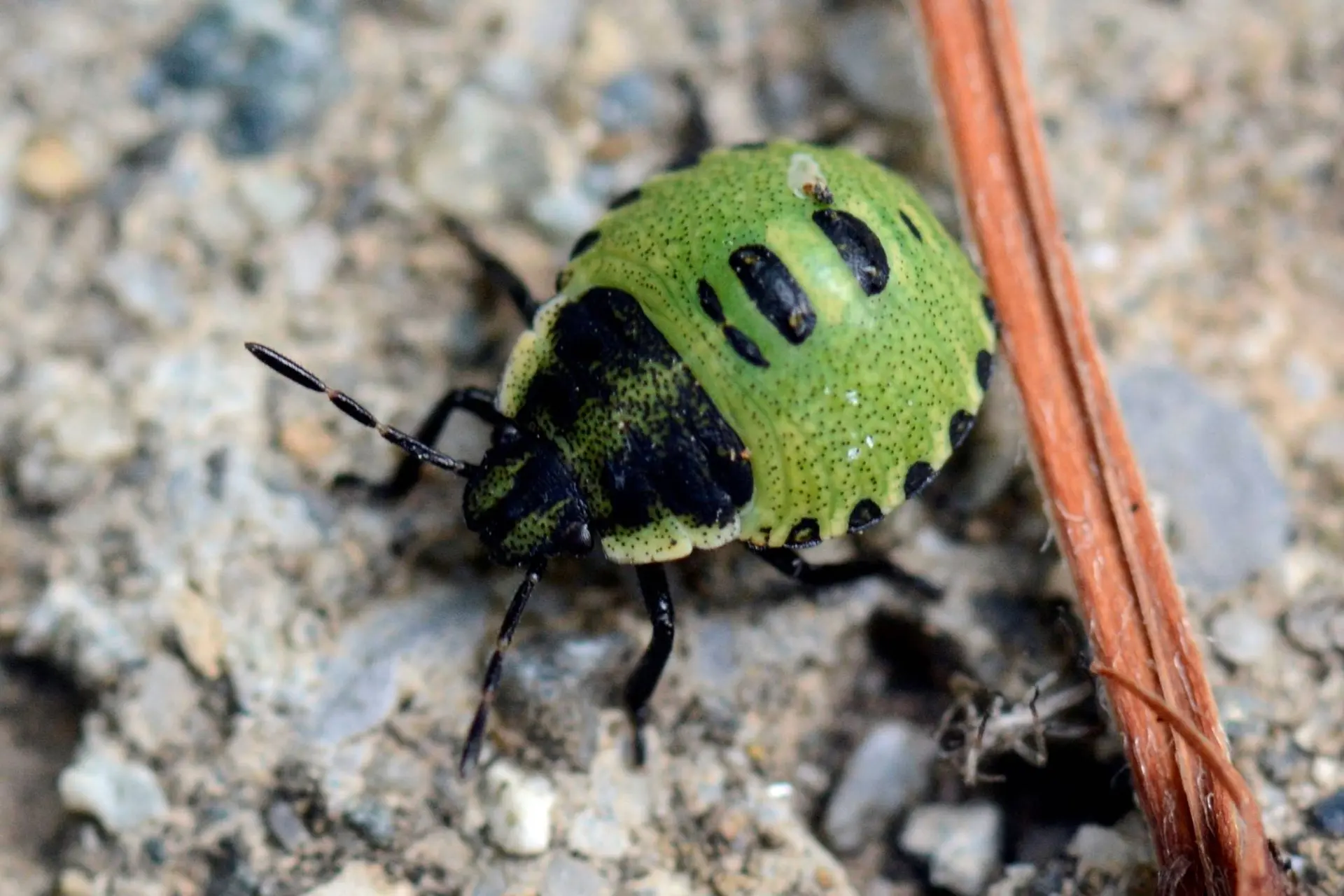 Rdv avec un garde-moniteur : les insectes et autres arthropodes (Le ...