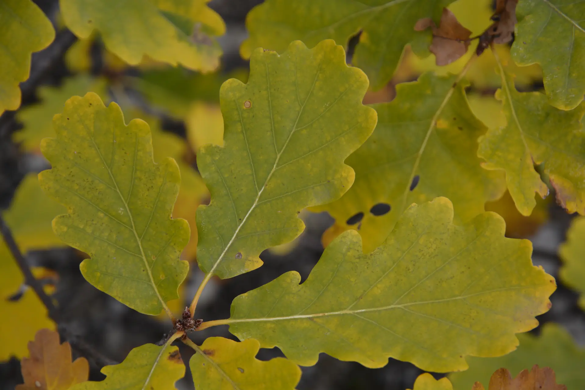 Animation feuilles vagabondes (Tende) | Provence-Alpes-Côte d’Azur ...