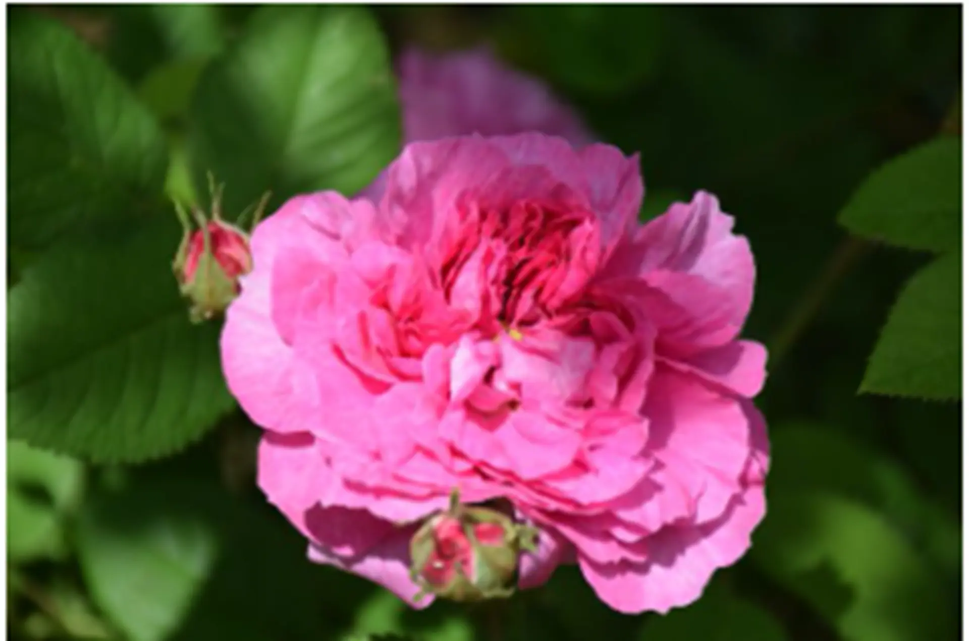 Lectures intimistes : La rose en toutes lettres (Bédoin) | Provence ...
