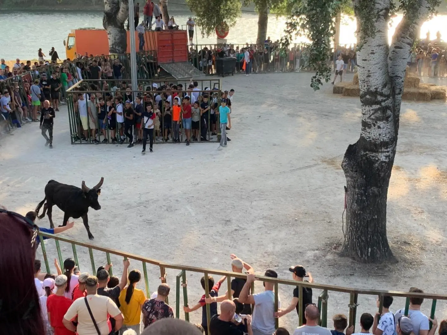 Fête de La Tarasque/Les Traditions de la Bouvine (Tarascon) | Provence ...