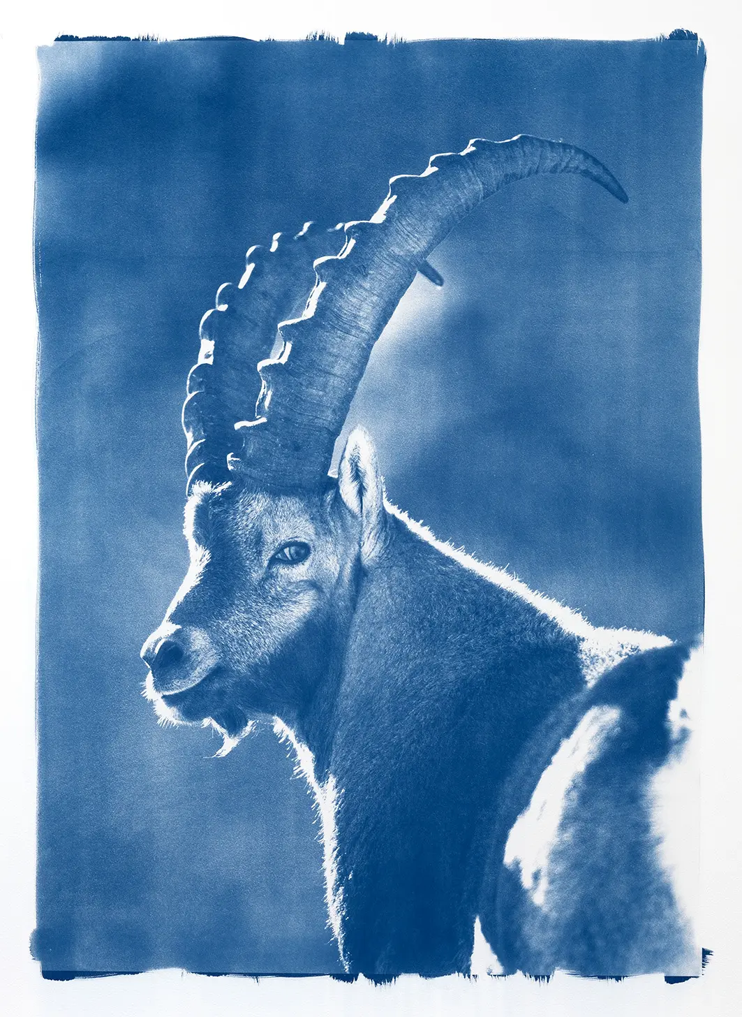 Exposition Fanny Zambaz – Cyanotypes des Alpes (Samoëns) | Haute-Savoie ...