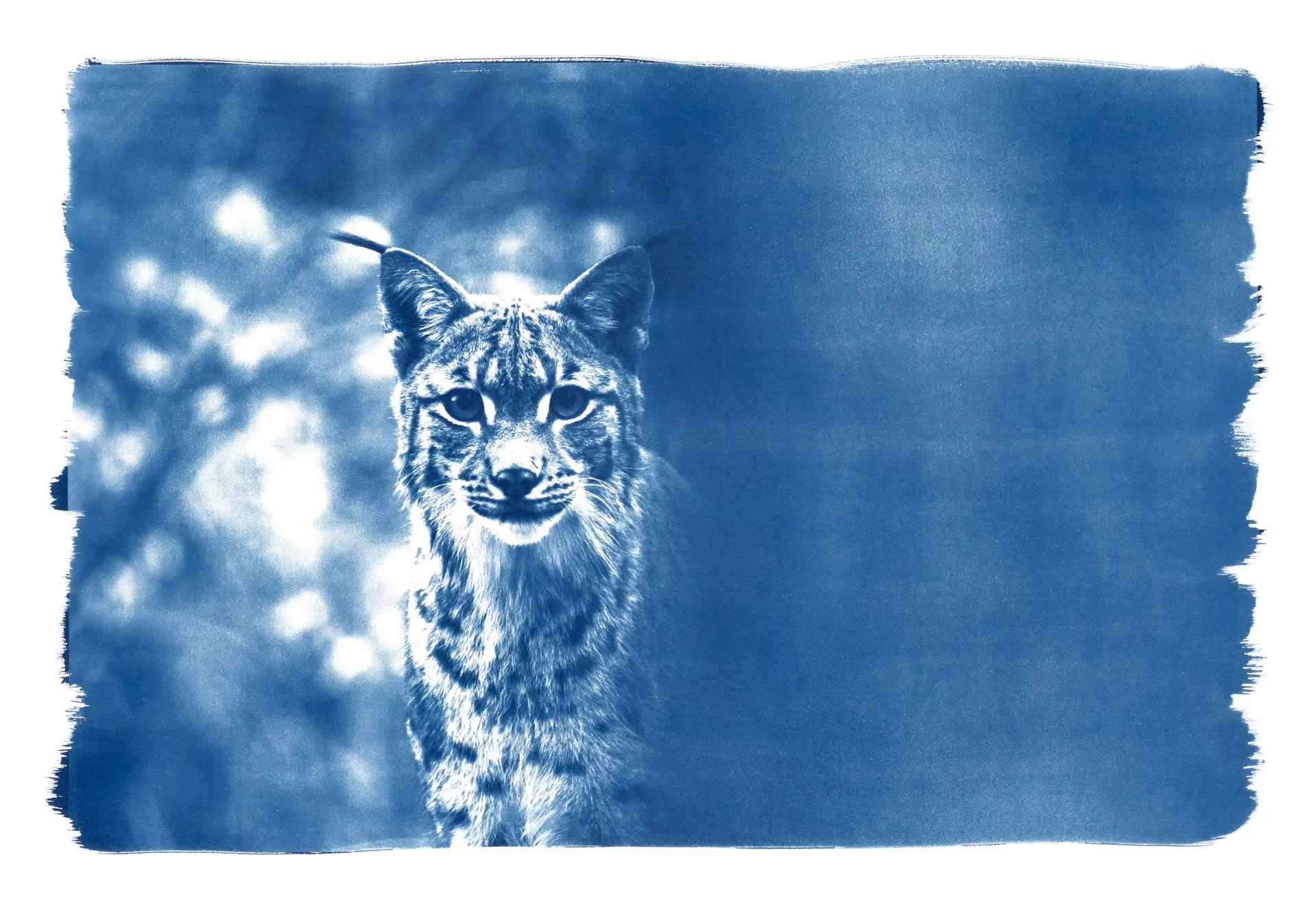 Exposition Fanny Zambaz – Cyanotypes des Alpes (Samoëns) | Haute-Savoie ...