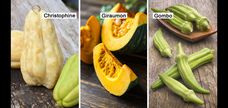 Giromon Squash