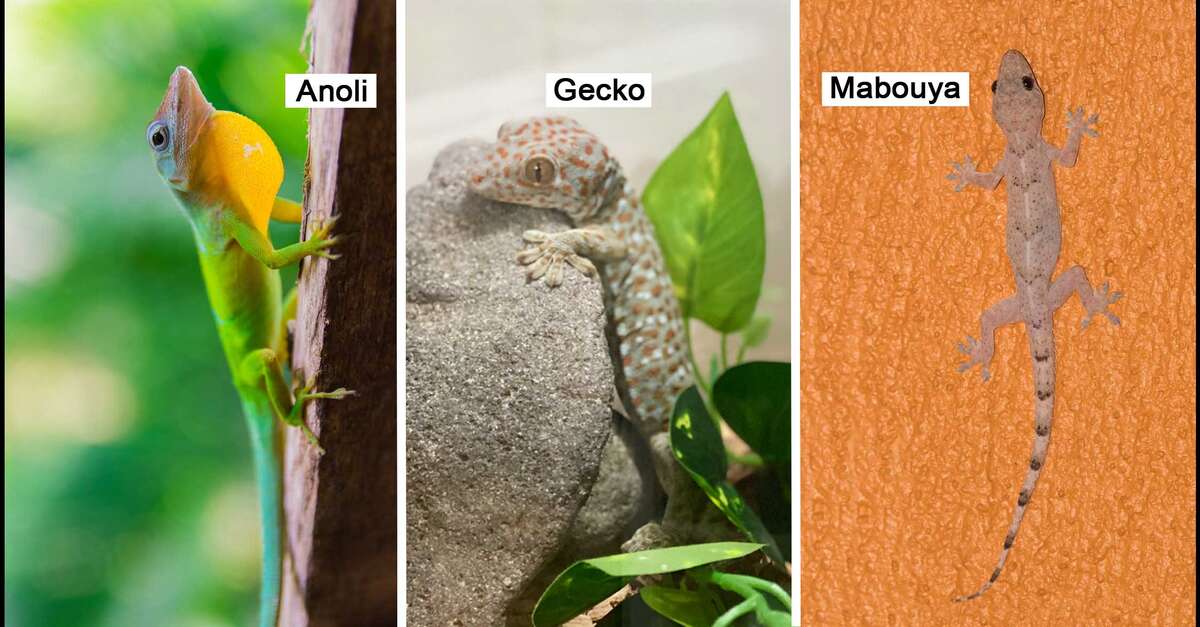 Anoli / Gecko / Mabouya (Fort-de-France) | Martinique Tour