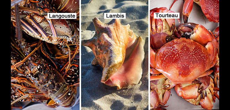 Langouste / Lambis / Tourteau (Fort-de-France) | Martinique Tour