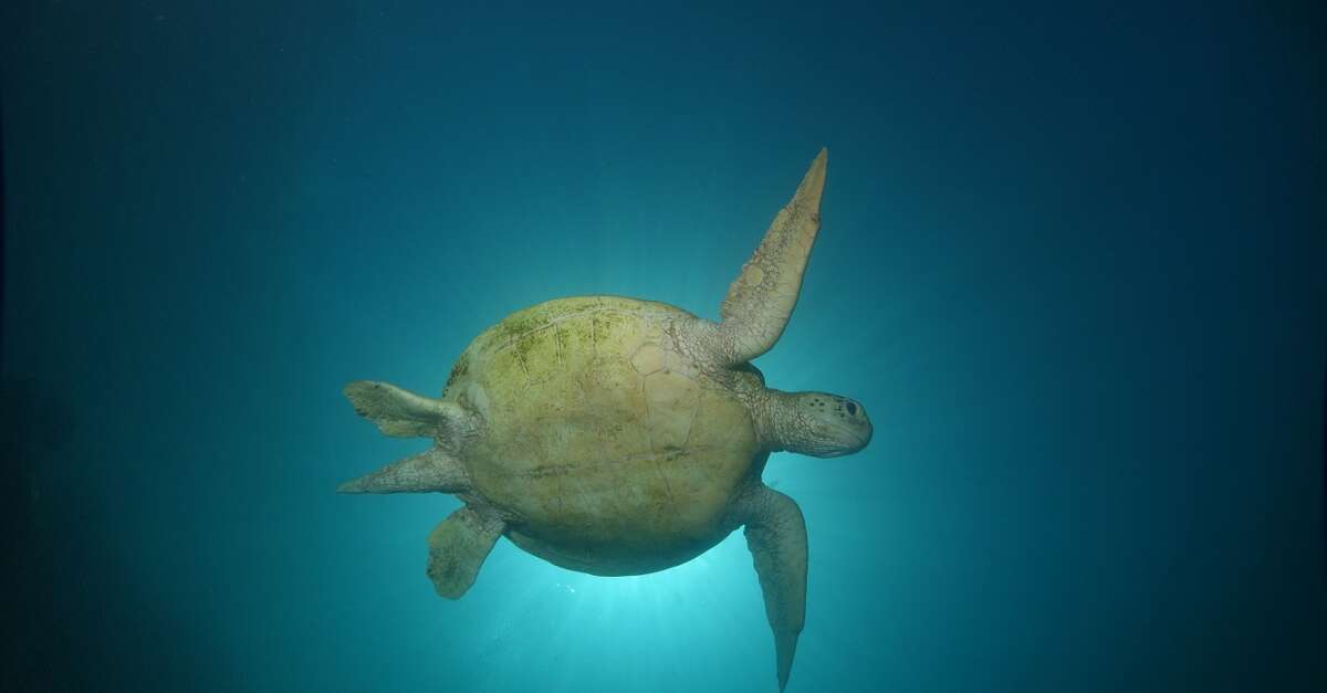 NYAMBA CLUB (Pamandzi) | Mayotte tourisme