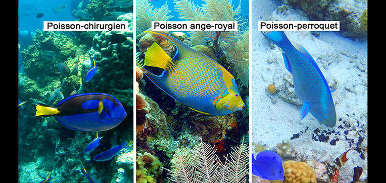 Poisson-chirurgien / Poisson ange-royal / Poisson-perroquet (Fort-de ...