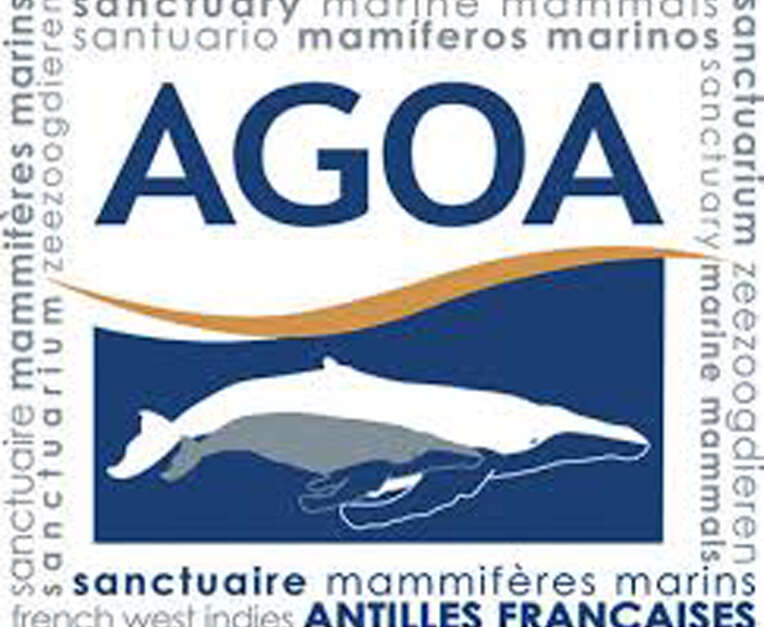 Agoa – Sanctuaire pour les mammifères marins (Les Trois-Îlets ...
