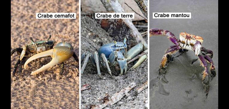 Crabe cémafot / Crabe de terre / Crabe mantou (Fort-de-France ...