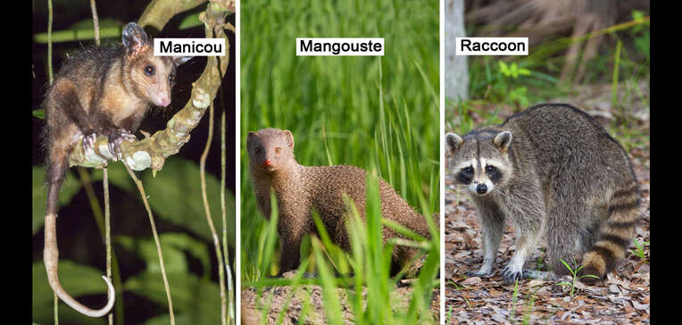 Manicou / Mangouste / Raccoon (Fort-de-France) | Martinique Tour