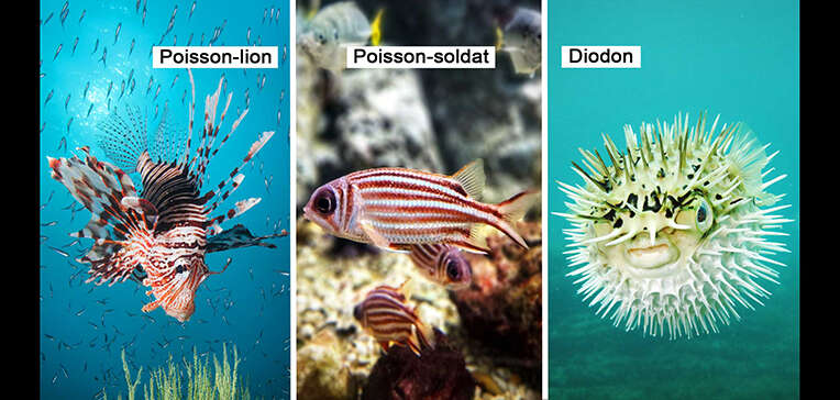 Poisson-lion / Poisson-soldat / Diodon (Fort-de-France) | Martinique Tour