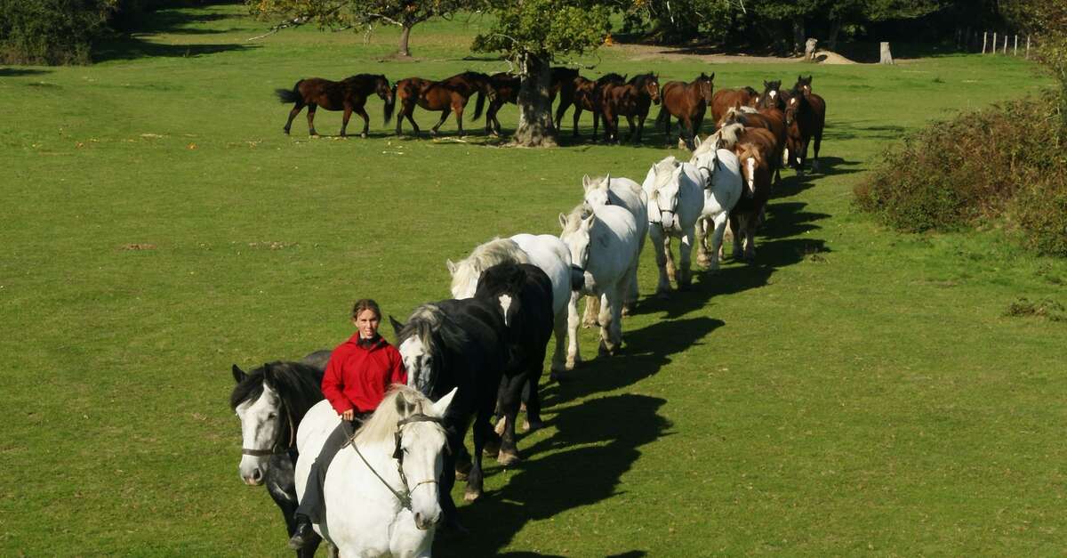 La Michaudière – La Ferme du Cheval de trait (Juvigny Val d’Andaine ...
