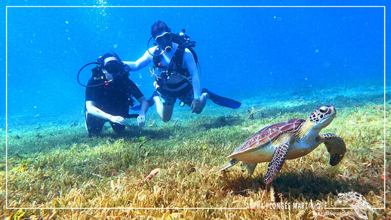 Plongée à Grande Anse | Alpha Plongée Martinique | Baptême ...