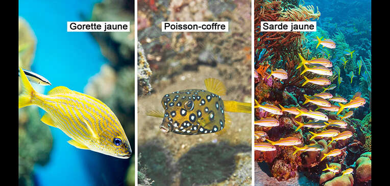 Gorette jaune / Poisson-coffre / Sarde jaune (Fort-de-France)