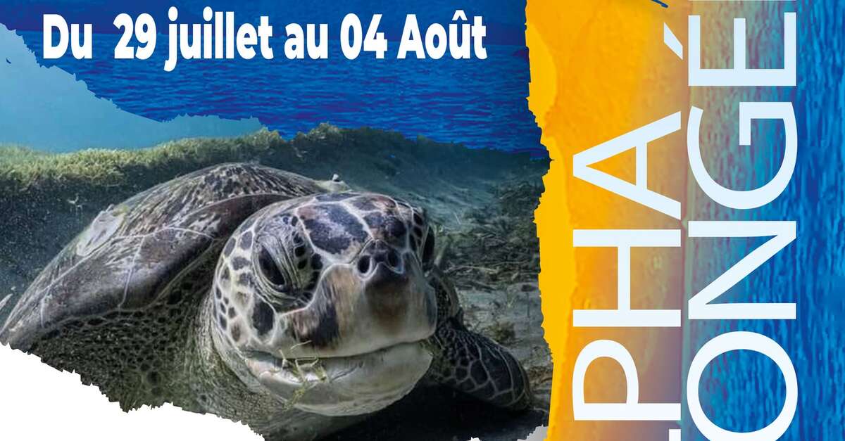 Project Aware Padi (Alpha Plongée) (Les Anses-d’Arlet) | Martinique Tour