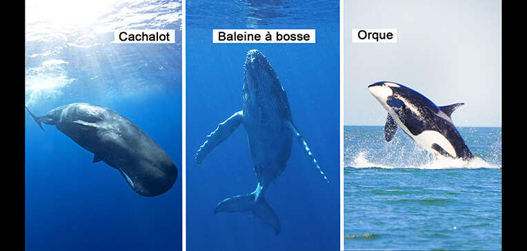 Cachalot / Baleine à bosse / Orque (Fort-de-France) | Martinique Tour