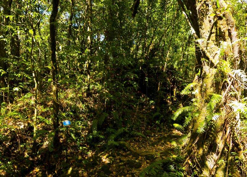 Foret de Mare Longue (Saint-Philippe) | Île de la Réunion Tourisme