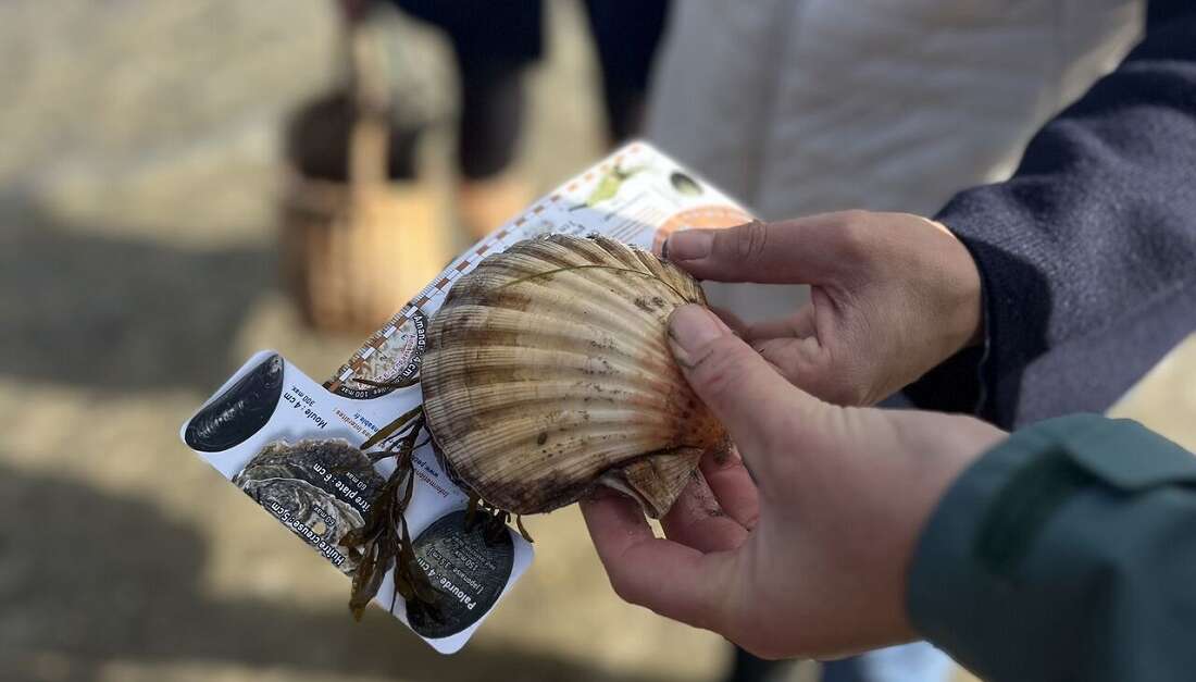 Monsieur Jean initiation pêche à pied - Lamballe-Armor | Tourism office ...