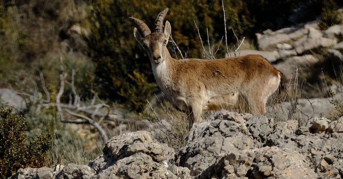 Sur les traces des bouquetins (Bedous) | Site officiel des Pyrénées ...