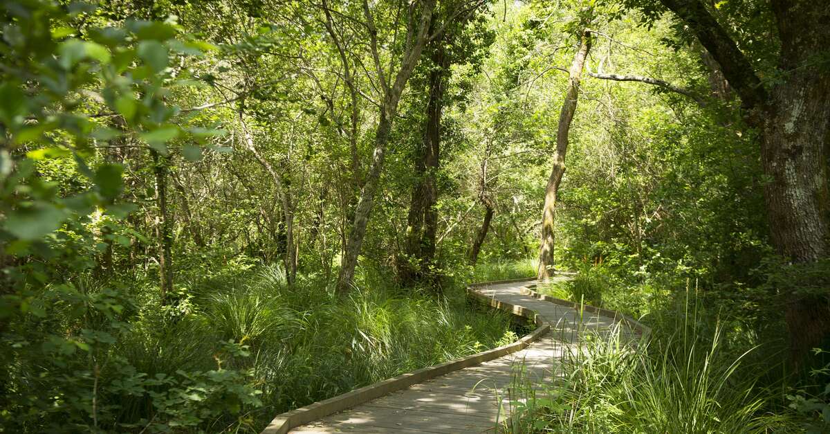 Sentiers des 7 paysages (Leon, Léon) | Côte Landes Nature Tourisme