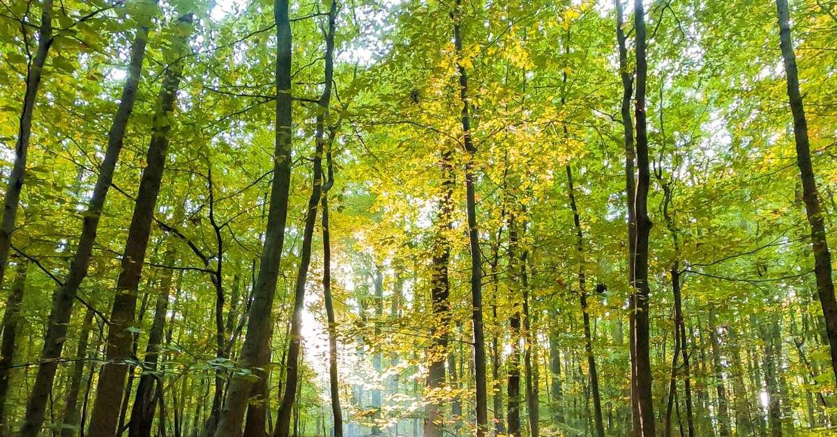 Guided tour: a forest of remarkable oaks by an elected member of the 64 ...