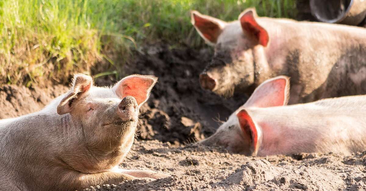 Fête du Cochon (Ungersheim) | mulhouse-tourisme