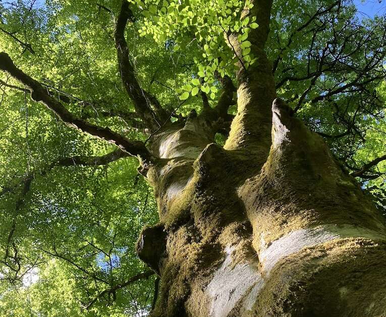 Hêtre en forêt (Nedde) | Tourisme Creuse Limousin
