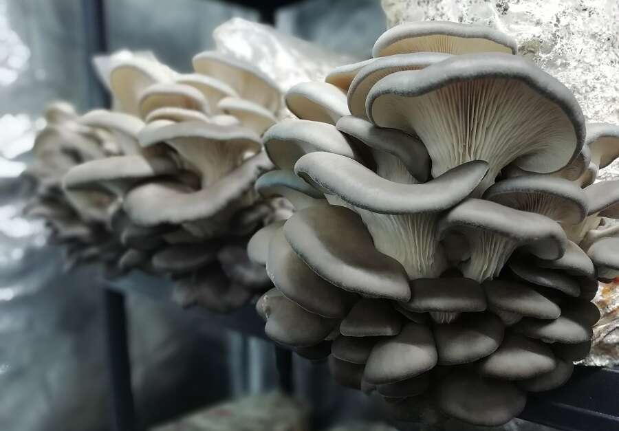 Delifungi – Champignons et produits dérivés du champignon (Rancon ...