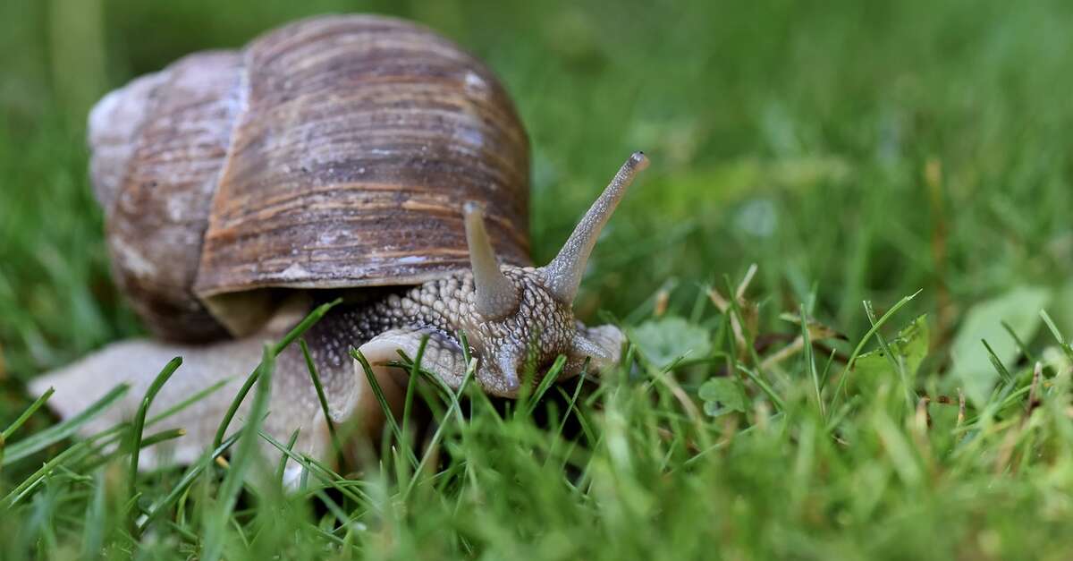 Escargots et Compagnie (La Villetelle) | Tourisme Creuse Limousin