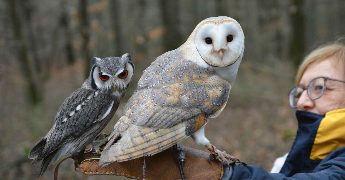 Une Chouette Expérience – Initiation à la Fauconnerie (Montrichard ...