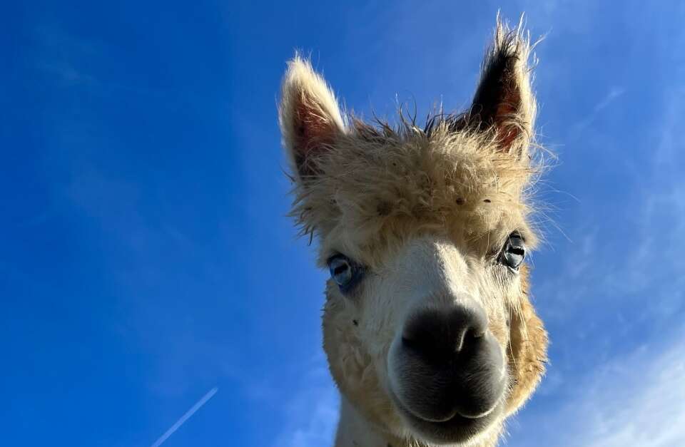 Les Alpacas de Fons (Fons) | Tourisme Lot