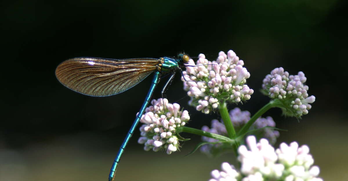 La faune et la flore du vallon de Roquecourbine (Reygade) | Vallée de ...